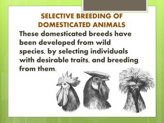 Evolution theory | PPTX