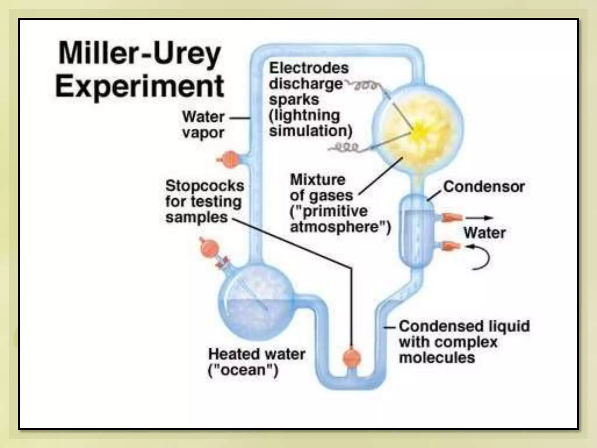 Evolution, Grade 12 | PPTX