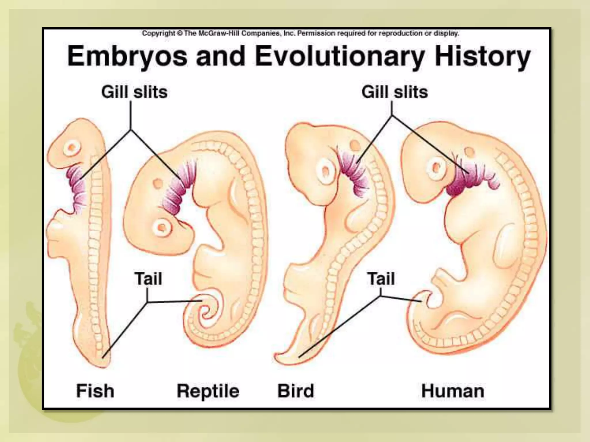Evolution, Grade 12 | PPTX
