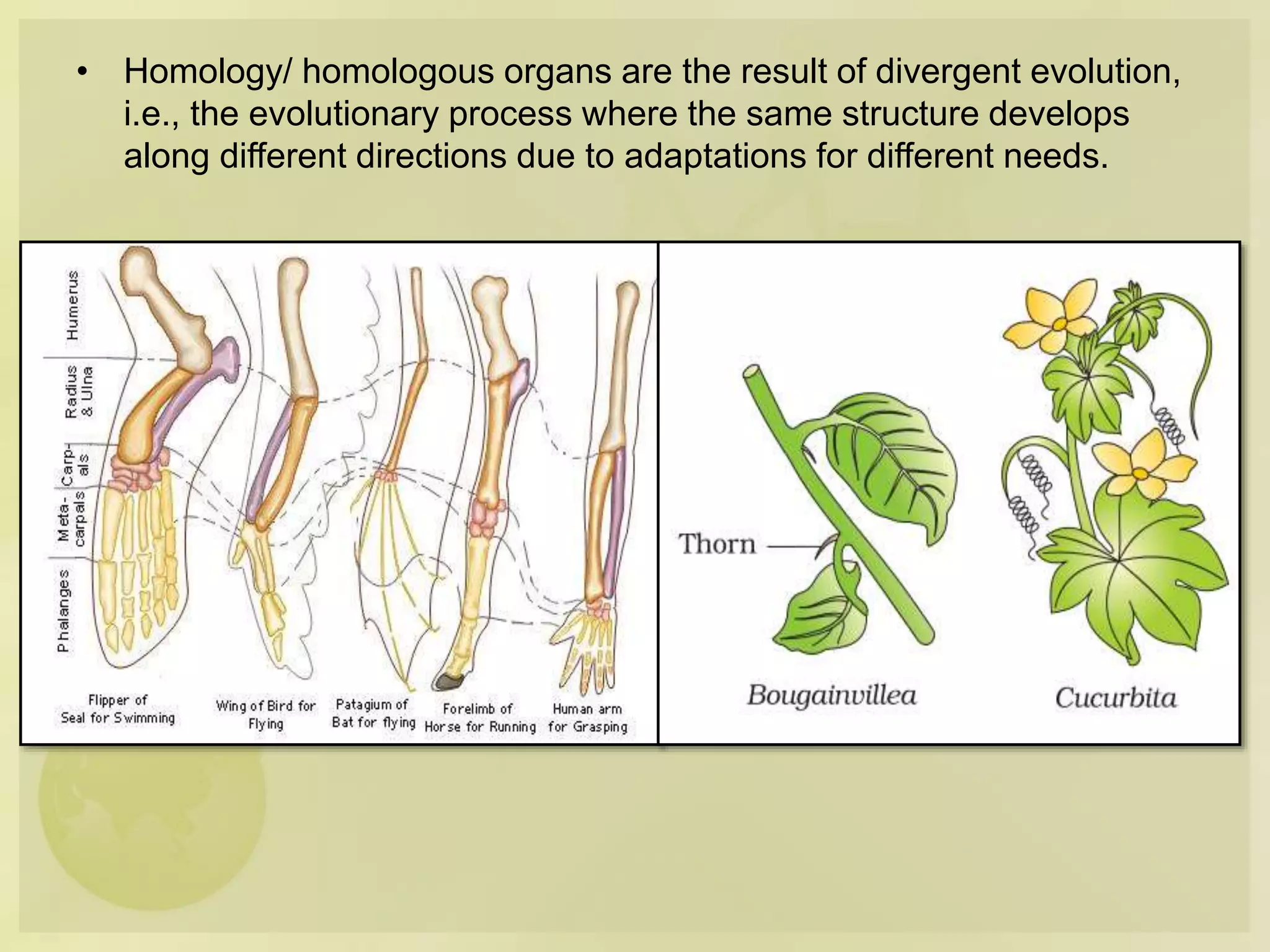 Evolution, Grade 12 | PPTX