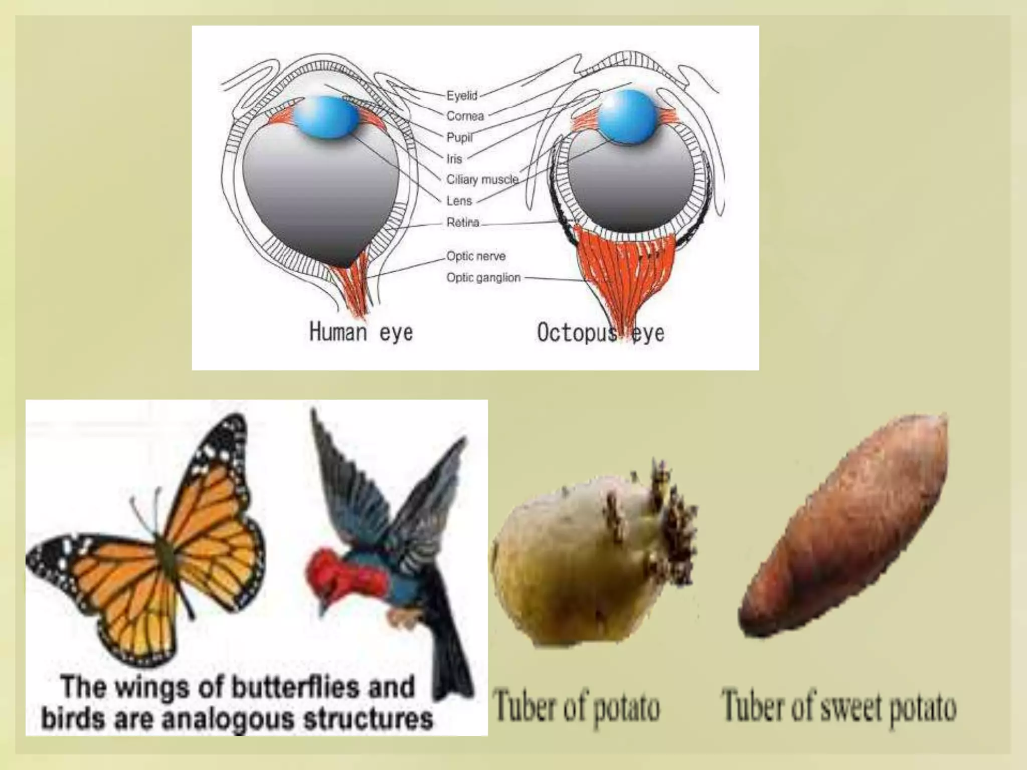 Evolution, Grade 12 | PPTX