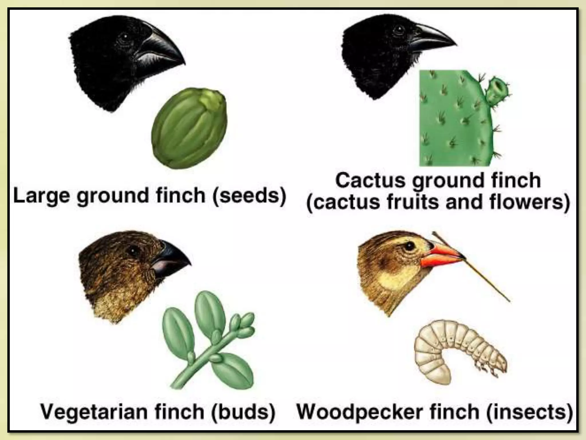 Evolution, Grade 12 | PPTX