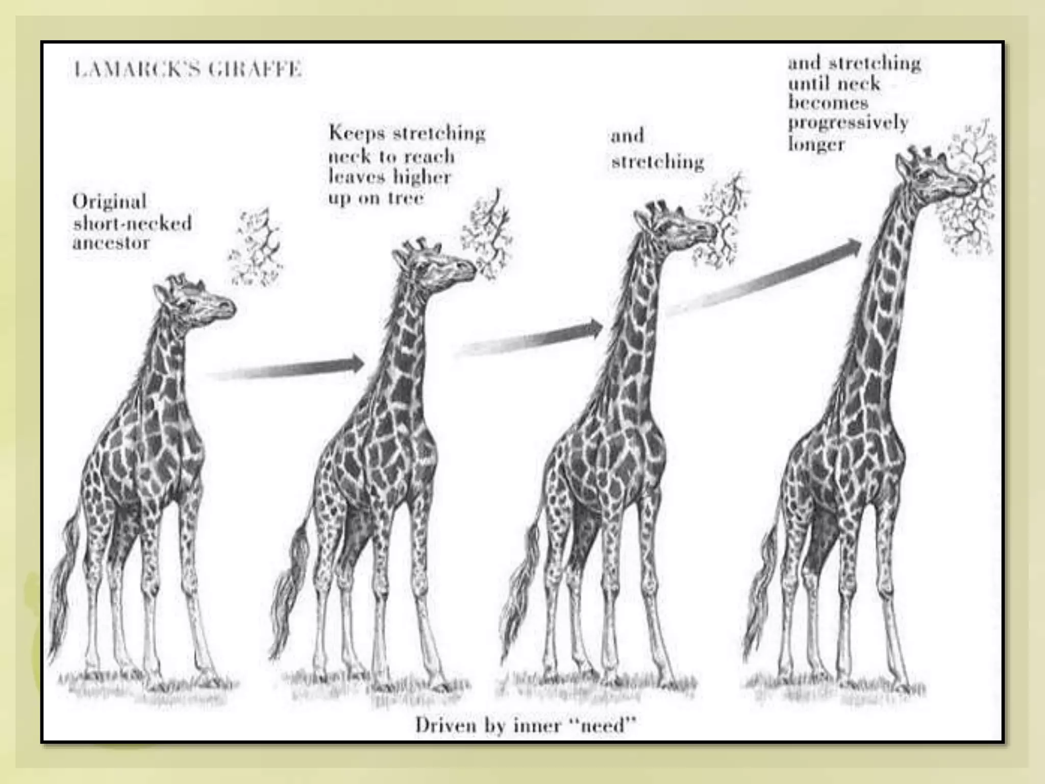 Evolution, Grade 12 | PPTX