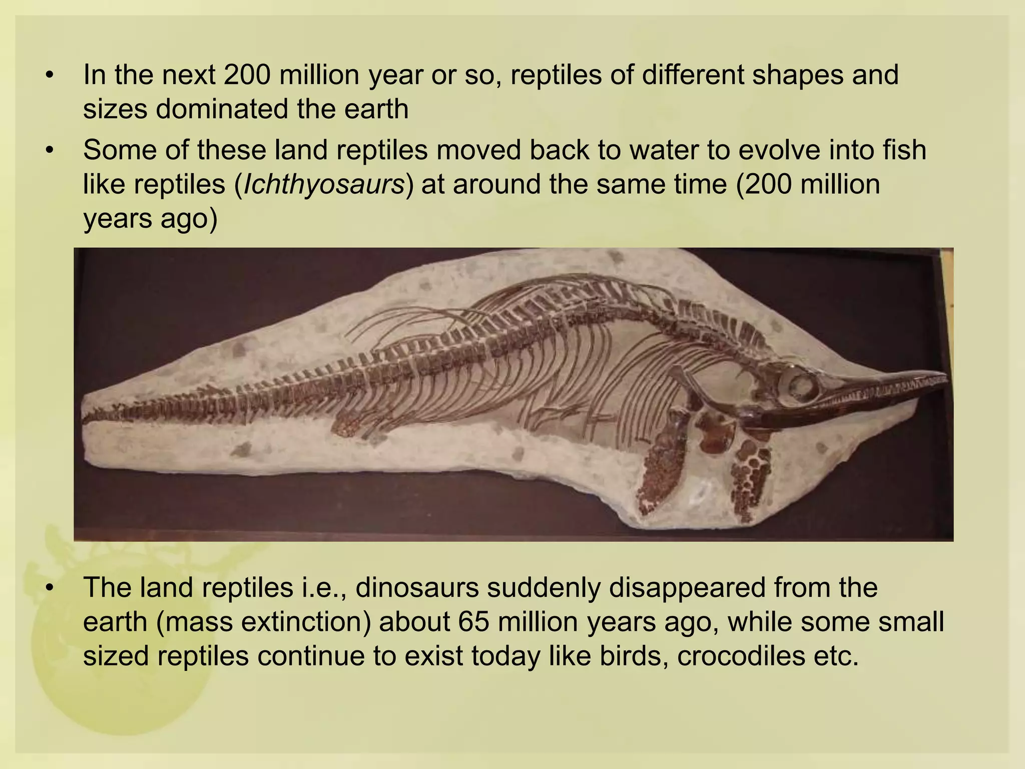 Evolution, Grade 12 | PPTX | Biological Sciences | Science