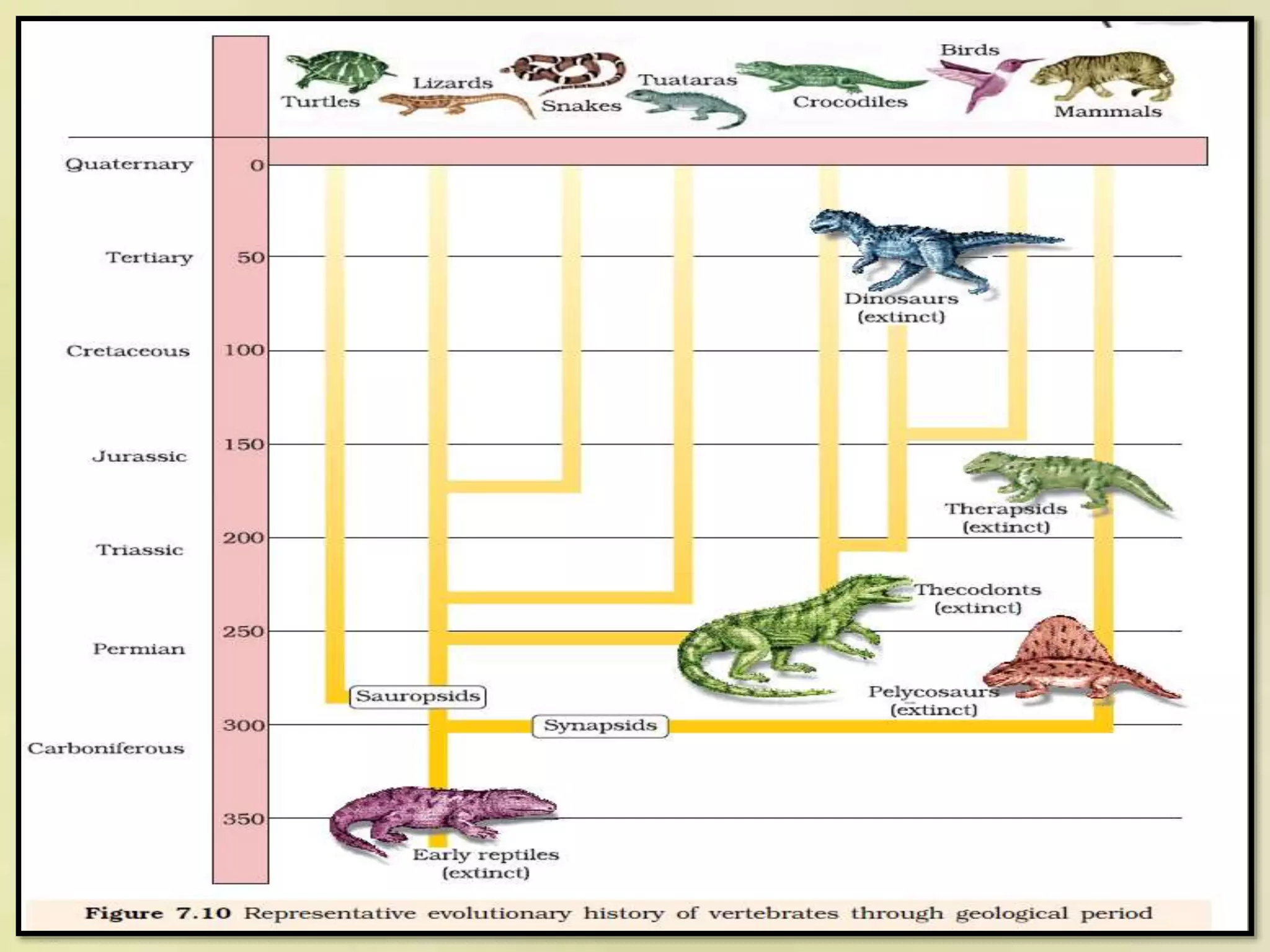 Evolution, Grade 12 | PPTX