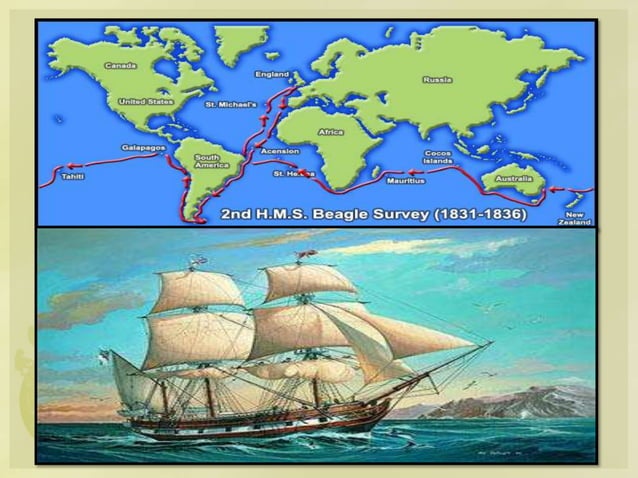 Evolution, Grade 12 | PPTX | Biological Sciences | Science