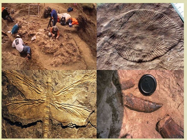 Evolution, Grade 12 | PPTX | Biological Sciences | Science