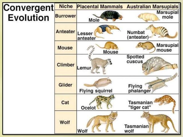 Evolution, Grade 12 | PPTX | Biological Sciences | Science