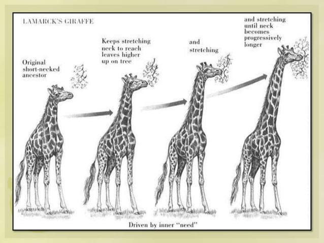 Evolution, Grade 12 | PPTX | Biological Sciences | Science