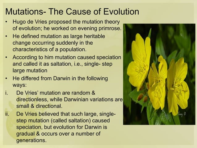 Evolution, Grade 12 | PPTX | Biological Sciences | Science