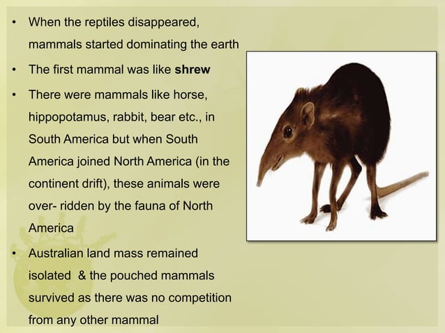 Evolution, Grade 12 | PPTX | Biological Sciences | Science