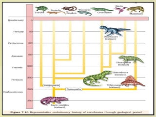 Evolution, Grade 12 | PPTX