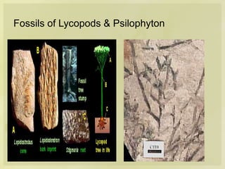 Evolution, Grade 12 | PPTX