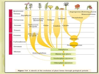 Evolution, Grade 12 | PPTX