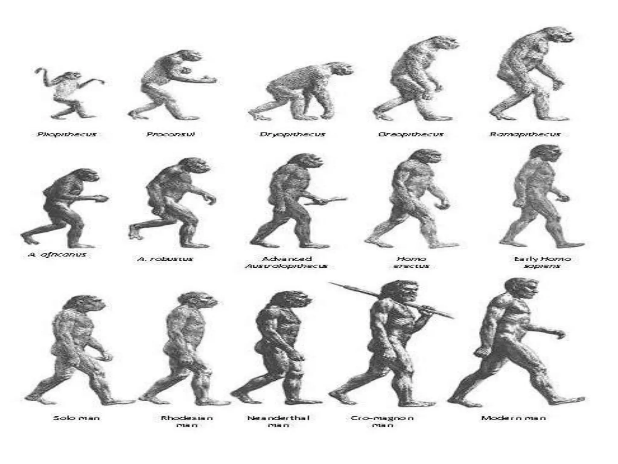 Evolution of jaws and tmj | PPTX
