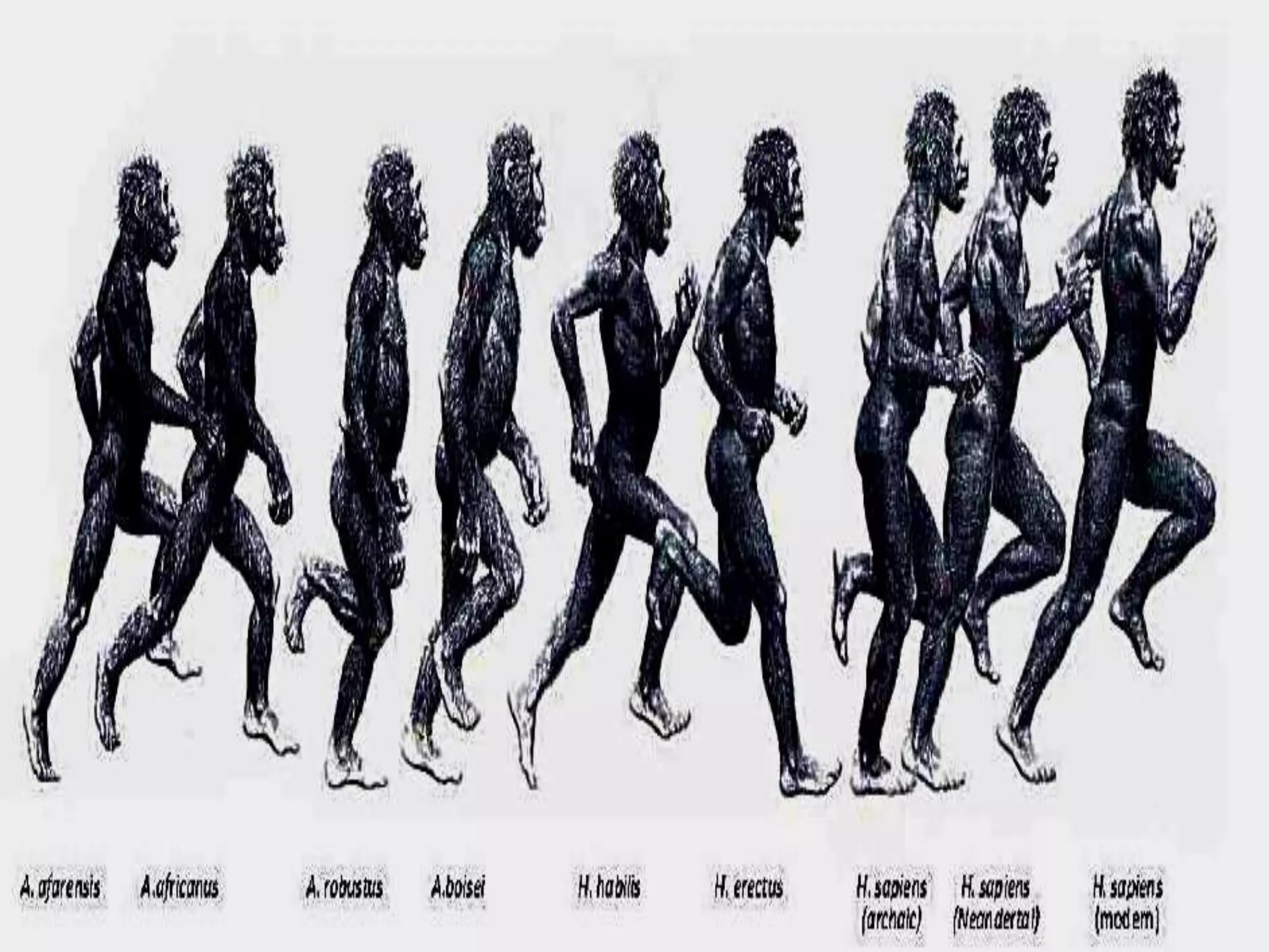 Evolution of jaws and tmj | PPTX
