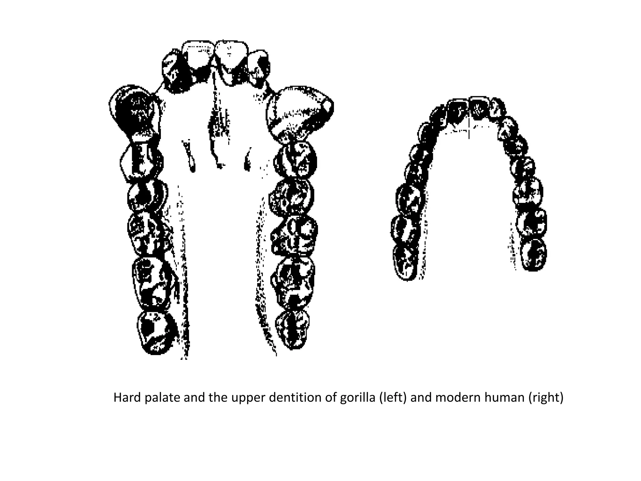 Evolution of jaws and tmj | PPTX