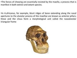 Evolution of jaws and tmj | PPTX