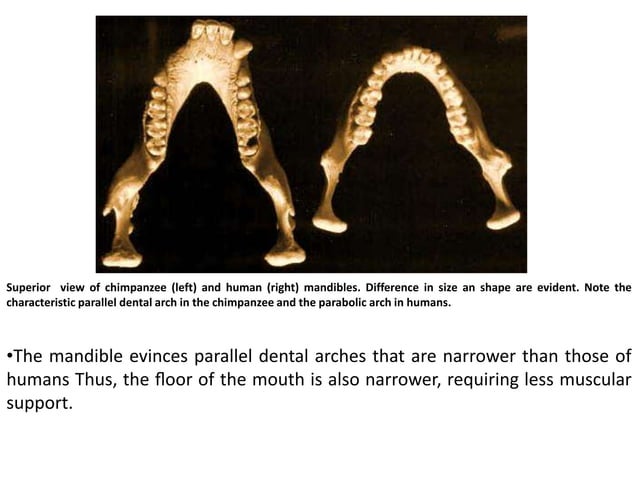 Evolution of jaws and tmj | PPTX