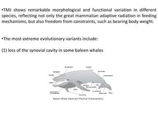 Evolution of jaws and tmj | PPTX