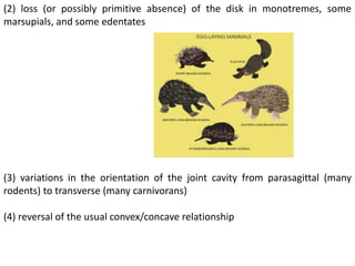 Evolution of jaws and tmj | PPTX
