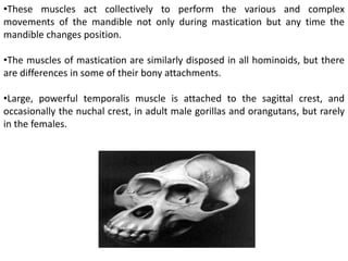 Evolution of jaws and tmj | PPTX