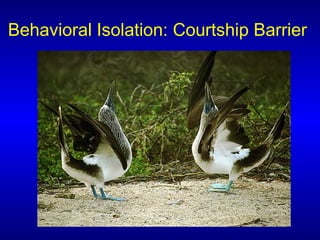 Evolution | PPT