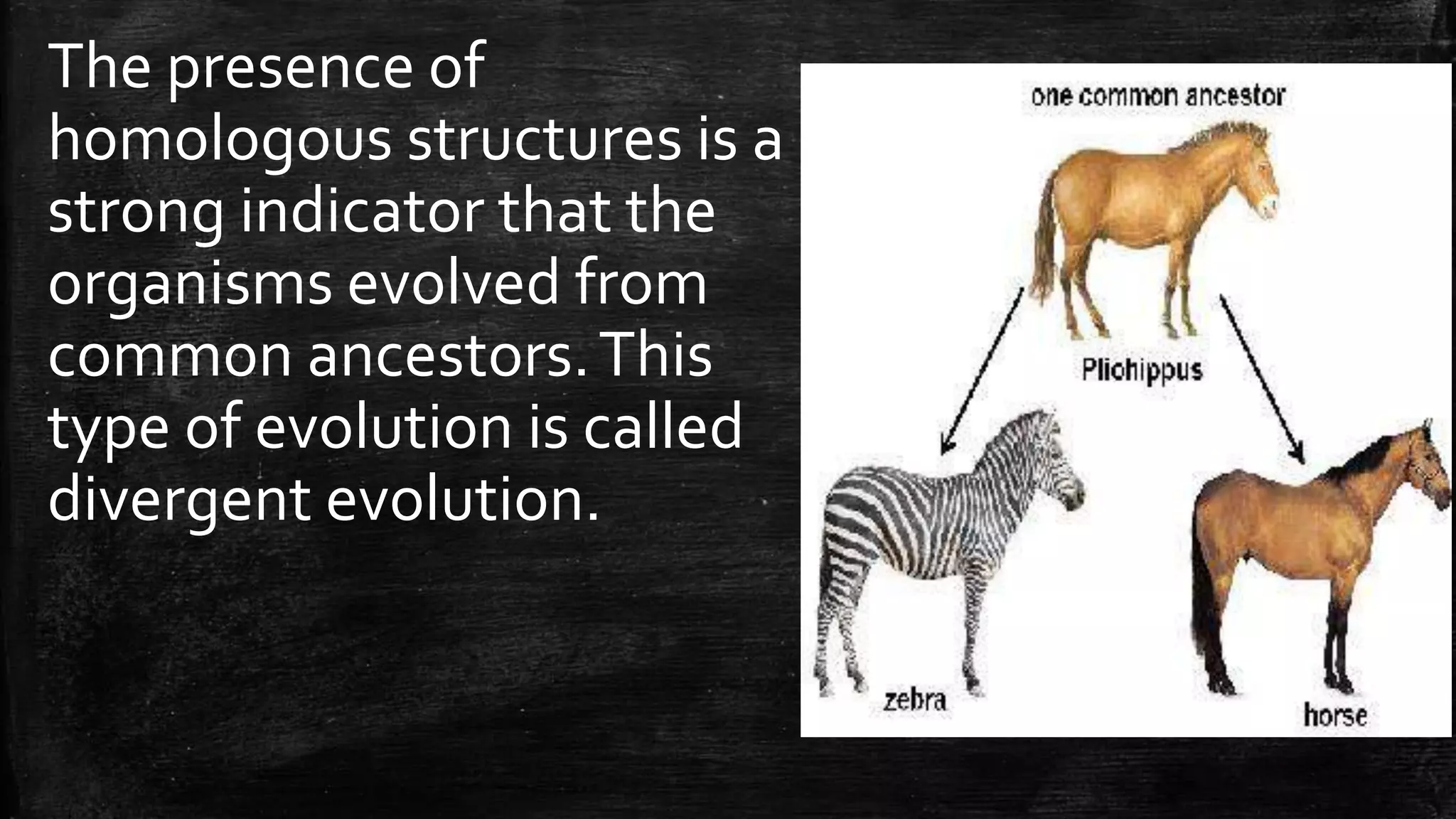 Evolution Science Grade 10 | PPTX