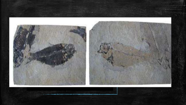 Evolution Science Grade 10 | PPTX | Geology | Science