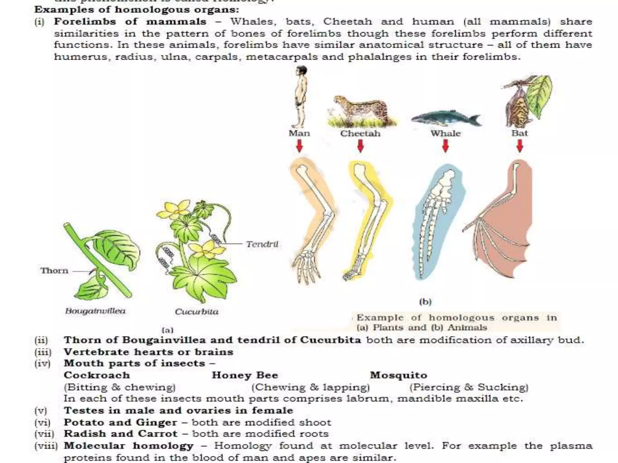 Evolution std 12th neet | PPTX