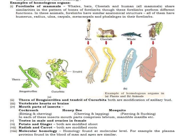 Evolution std 12th neet | PPTX | Geology | Science