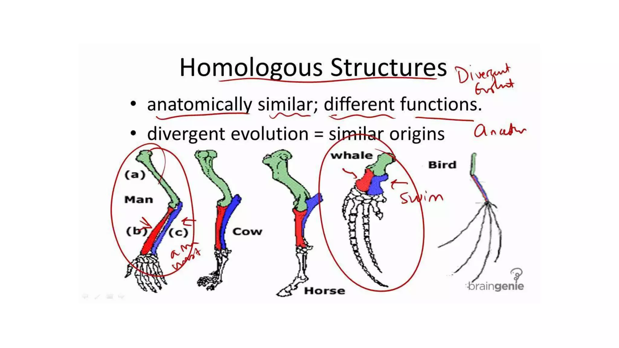 Evolution slideshare | PPTX