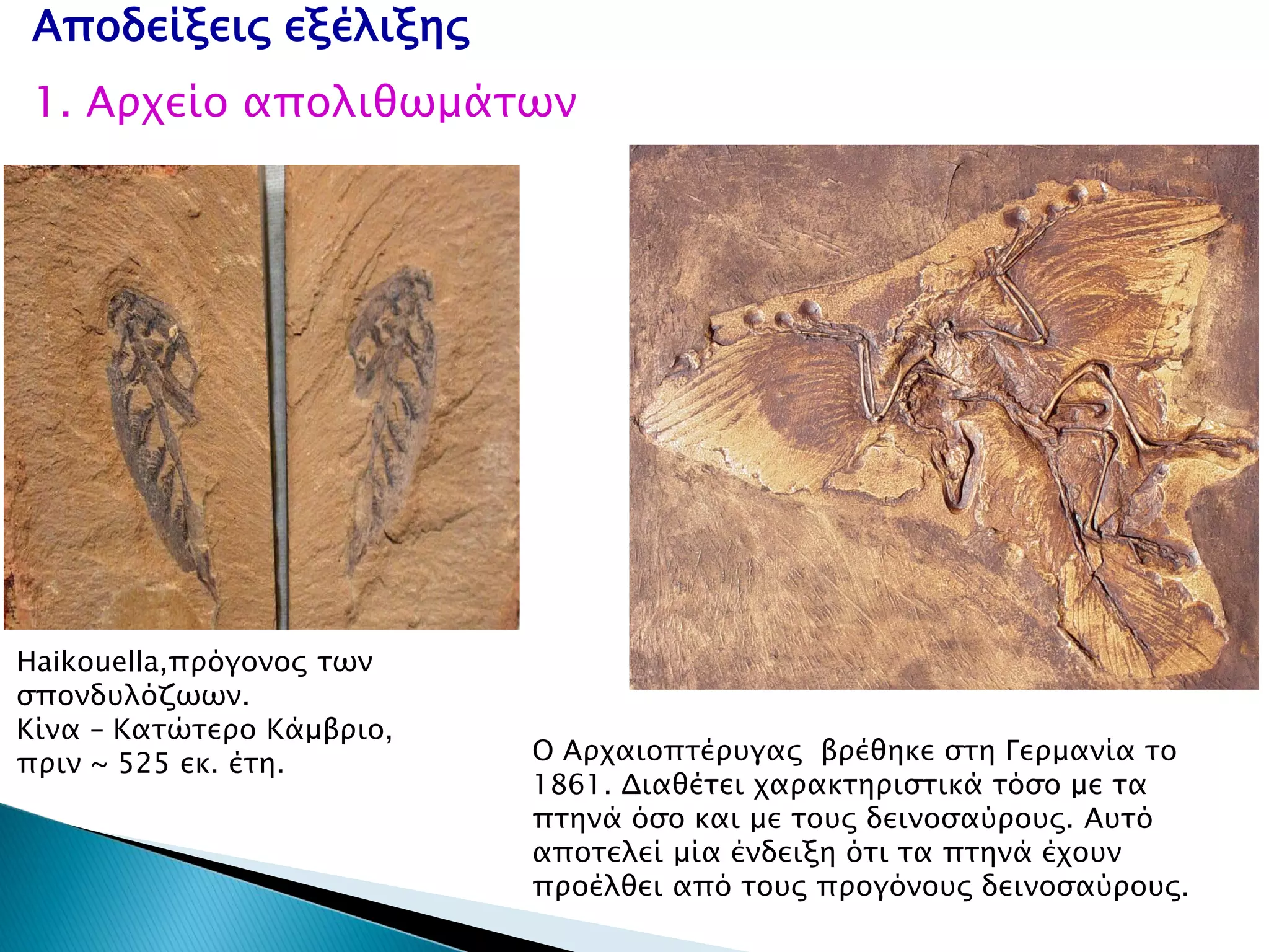 Εξέλιξη_Βιολογία Γ Γυμνασίου | PDF