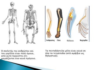 Εξέλιξη_Βιολογία Γ Γυμνασίου | PDF
