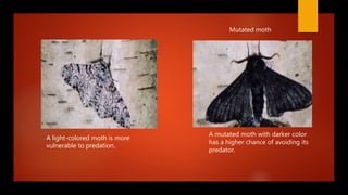 Evolution | PPTX | Biological Sciences | Science