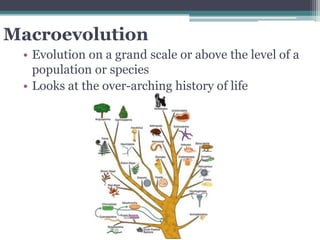 Evolution.ppt