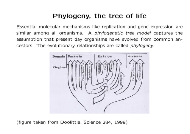 evolution and molecular phylogenetics.pdf