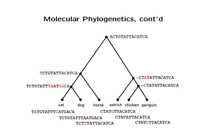 evolution and molecular phylogenetics.pdf