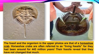 Science 10 - Evolution Powerpoint Presen | PPTX