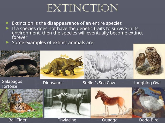 Evolution.pptx jfin.mfin..htom.gsyom.nskm