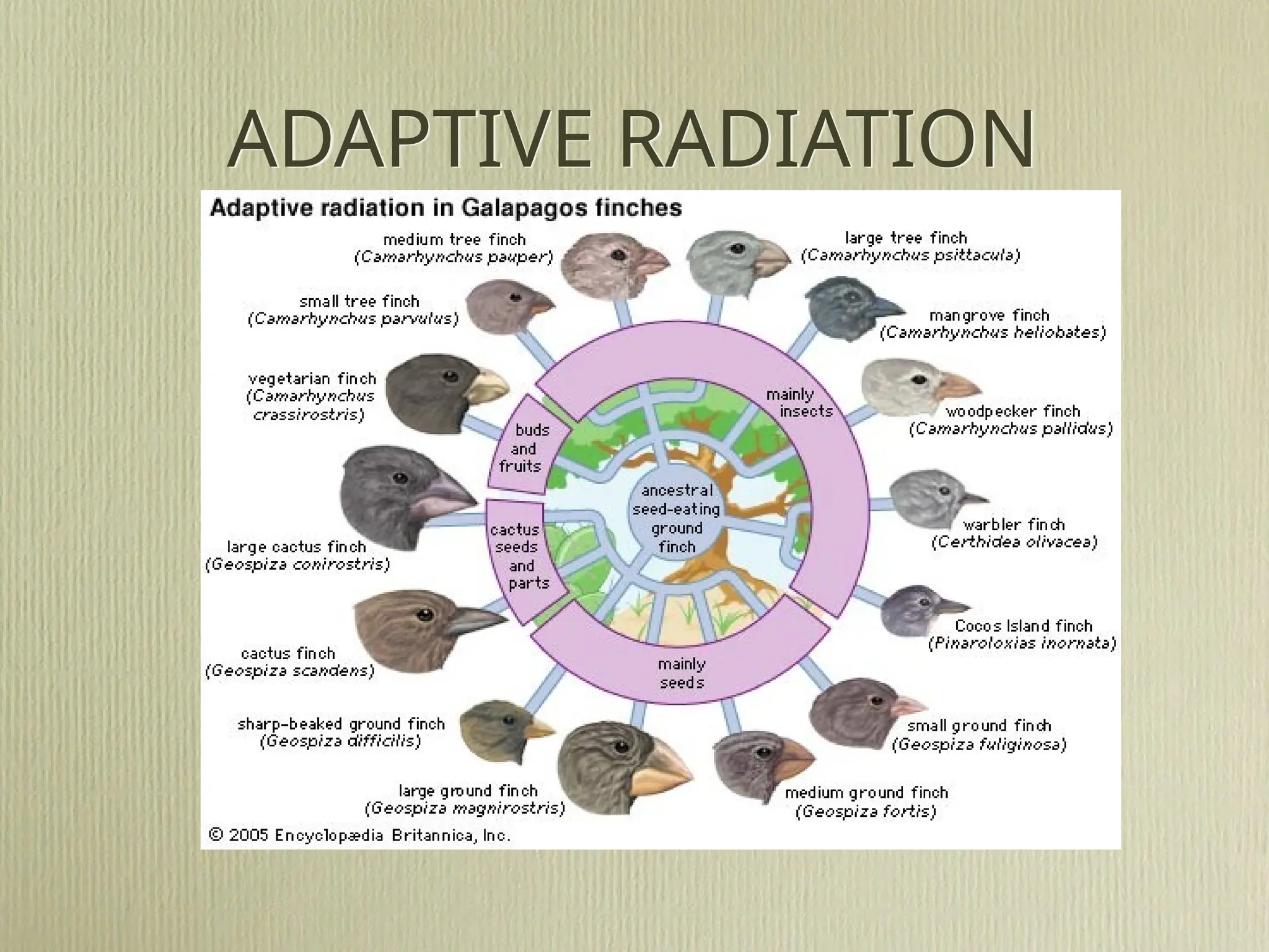 EVOLUTION- The Gradual Change Over Time.ppt