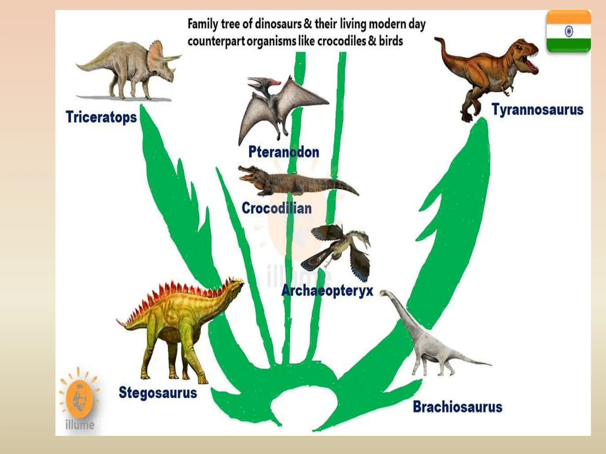 Evolution Ncert.pptx