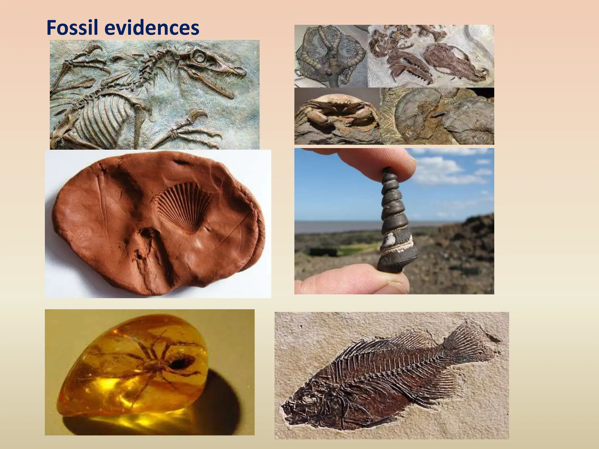 Evolution Ncert.pptx