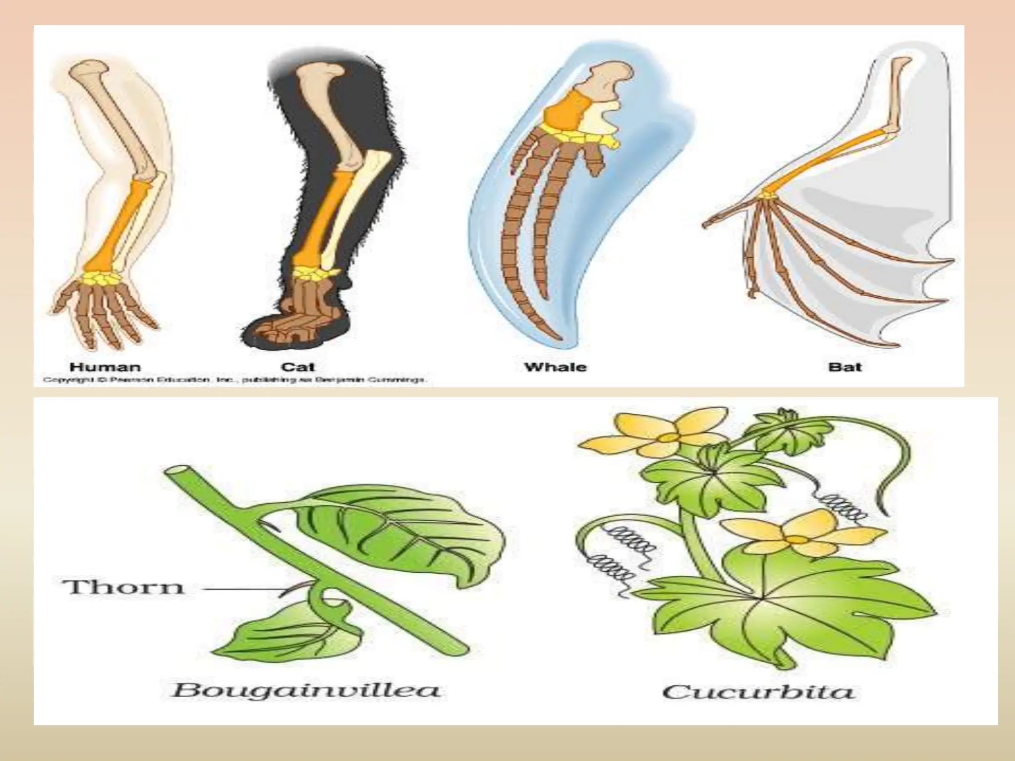 Evolution Ncert.pptx