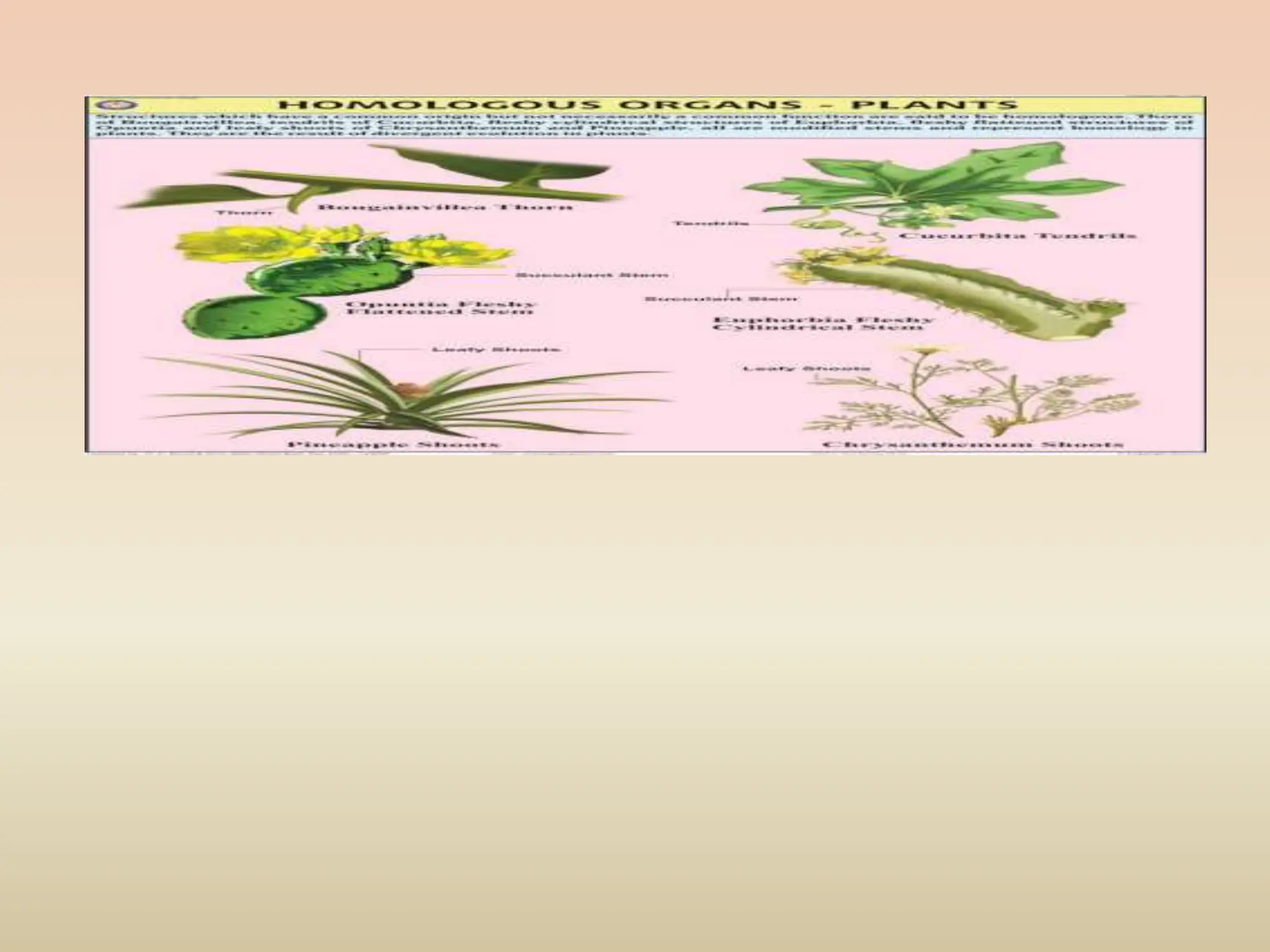 Evolution Ncert.pptx