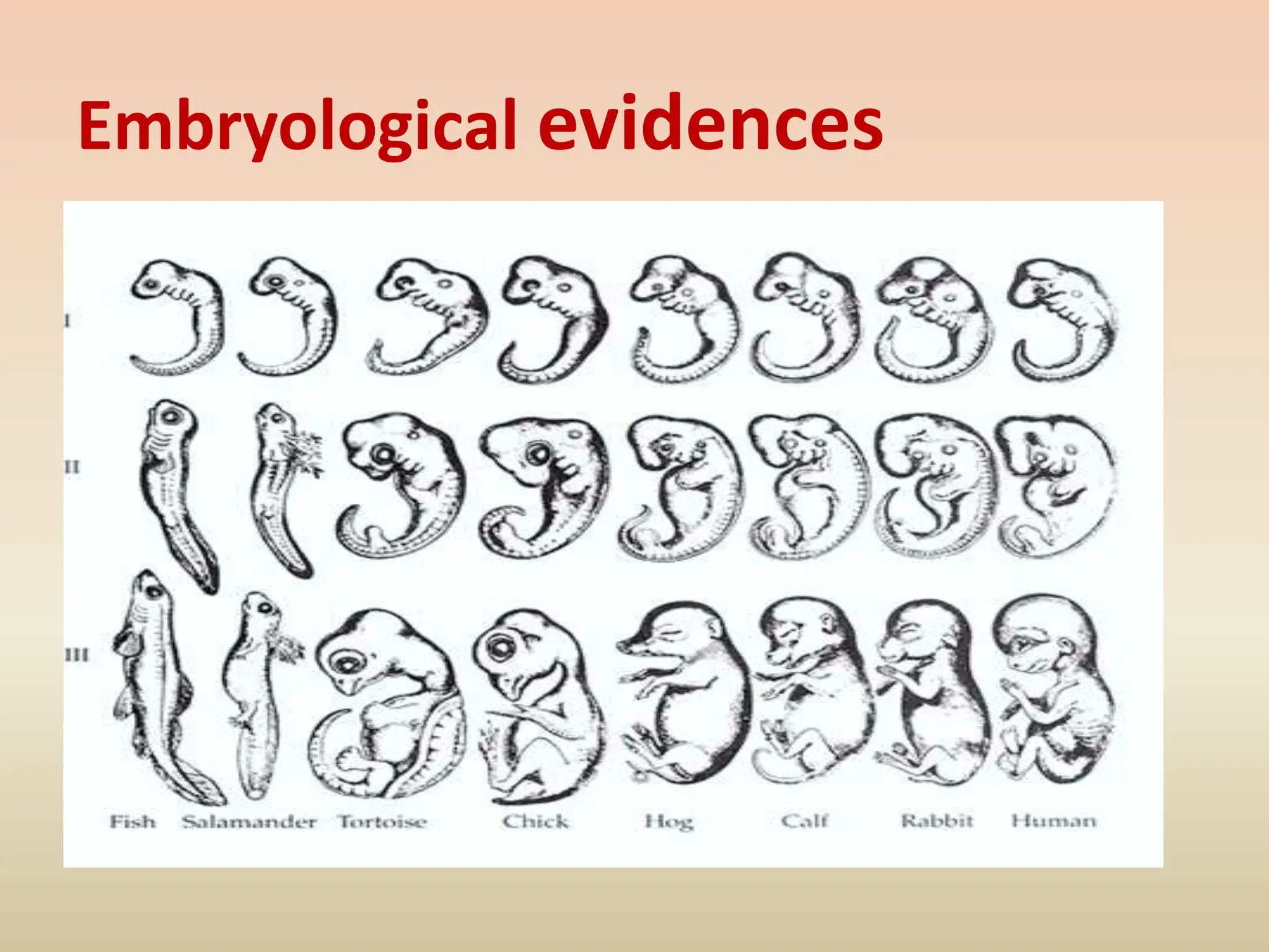 Evolution Ncert.pptx