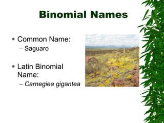 Evolution And Diversity Plants | PPT