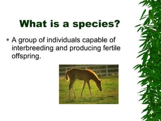 Evolution And Diversity Plants | PPT