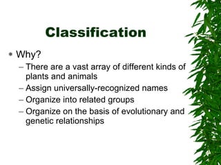 Evolution And Diversity Plants | PPT