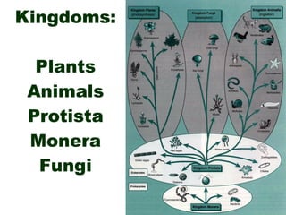 Evolution And Diversity Plants | PPT